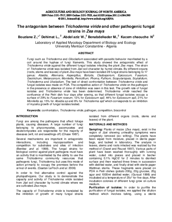 (PDF) The antagonism between Trichoderma viride and other pathogenic fungal strains in Zea mays