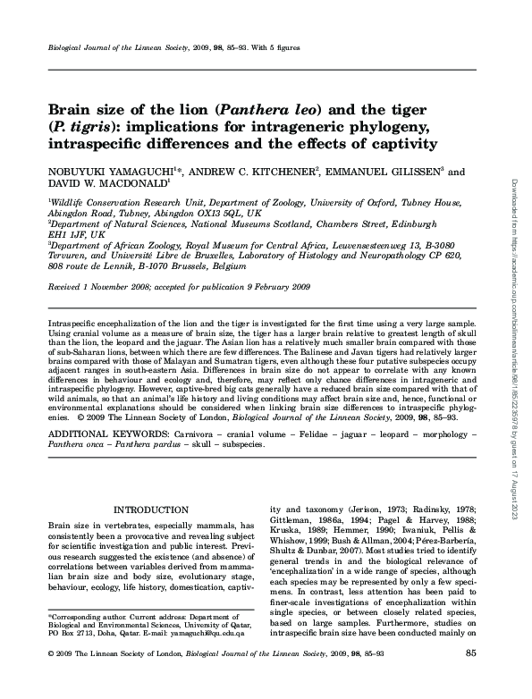 (PDF) Brain size of the lion (Panthera leo) and the tiger (P. tigris ...