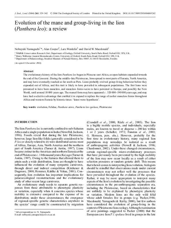 (PDF) Evolution of the mane and group‐living in the lion (Panthera leo ...