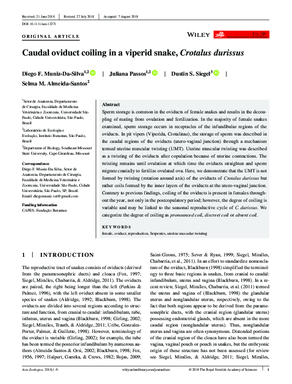 (PDF) Caudal oviduct coiling in a viperid snake, Crotalus durissus