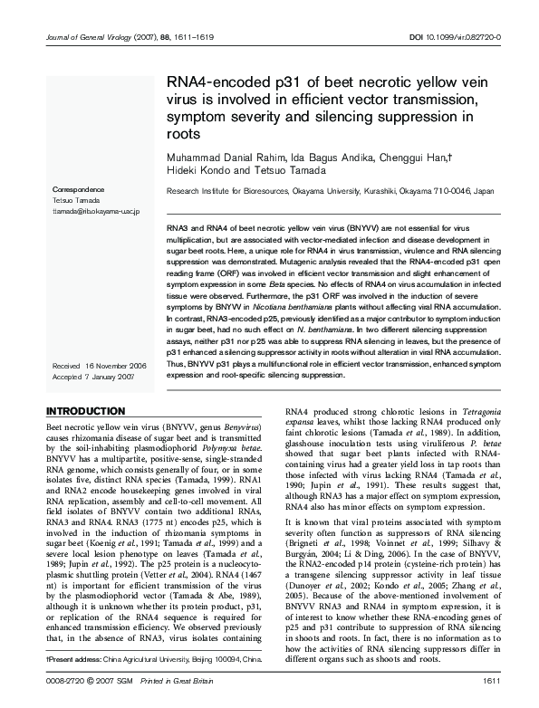 (PDF) RNA4-encoded p31 of beet necrotic yellow vein virus is involved ...