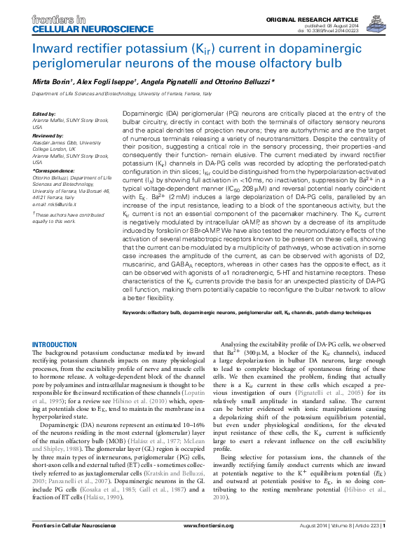 (PDF) Inward rectifier potassium (Kir) current in dopaminergic ...