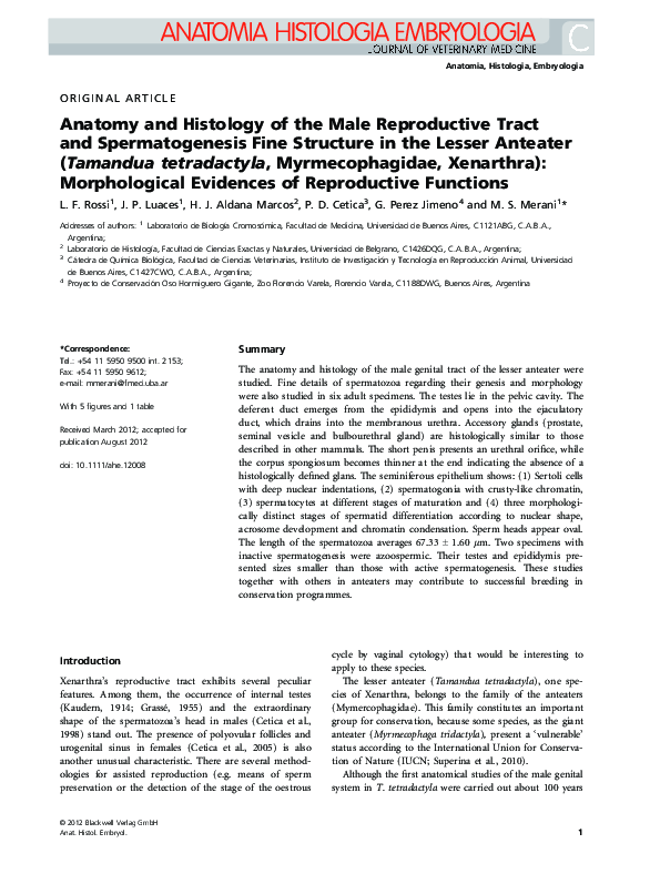 (PDF) Anatomy and Histology of the Male Reproductive Tract and ...