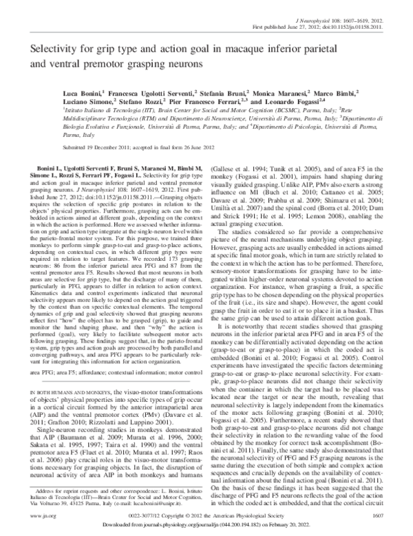 (PDF) Selectivity for grip type and action goal in macaque inferior parietal and ventral ...