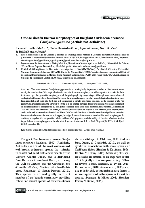 (PDF) Comparison of cnidae sizes between the two morphotypes of the ...
