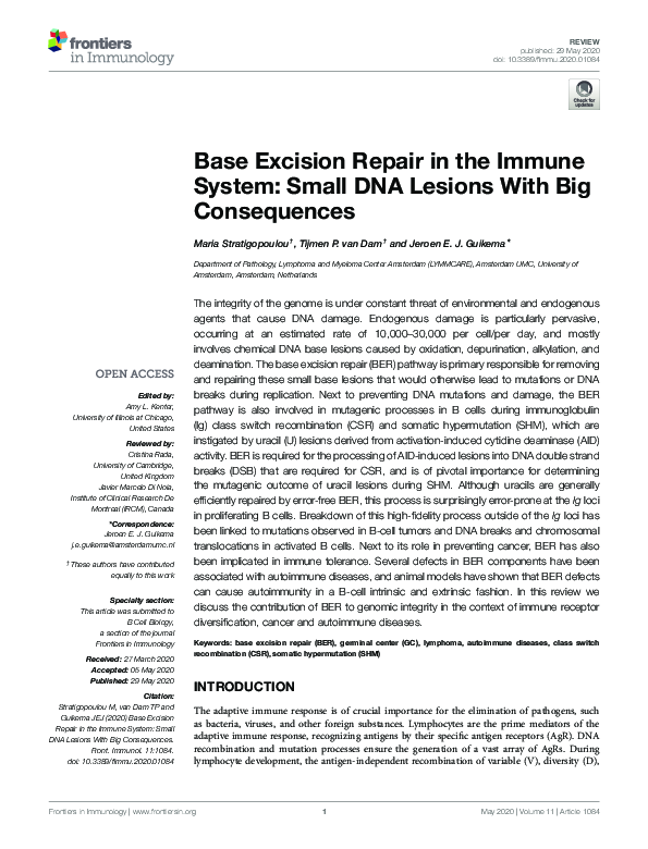 (PDF) Base Excision Repair in the Immune System: Small DNA Lesions With ...