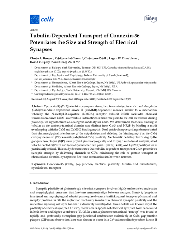 (PDF) Tubulin-Dependent Transport of Connexin-36 Potentiates the Size ...