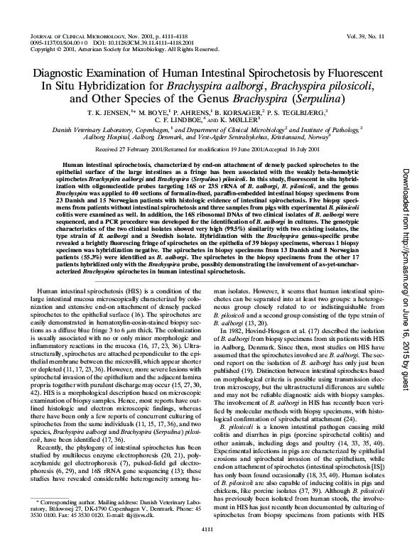 (PDF) Diagnostic Examination of Human Intestinal Spirochetosis by ...