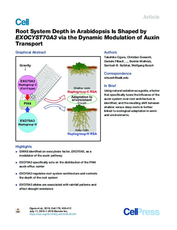 (PDF) Root System Depth in Arabidopsis Is Shaped by EXOCYST70A3 via the ...
