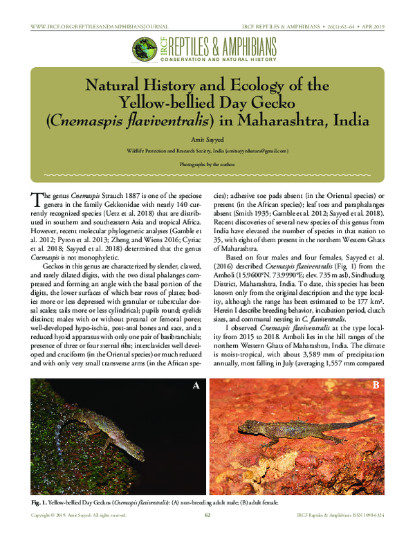 (PDF) Natural history and ecology of the Yellow-bellied Day Gecko ...