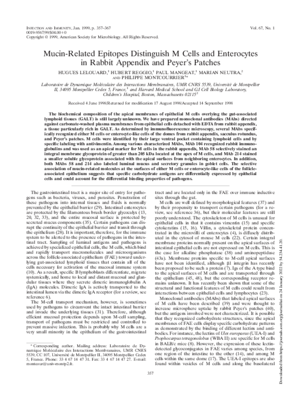 (PDF) in Rabbit Appendix and Peyer’s Patches