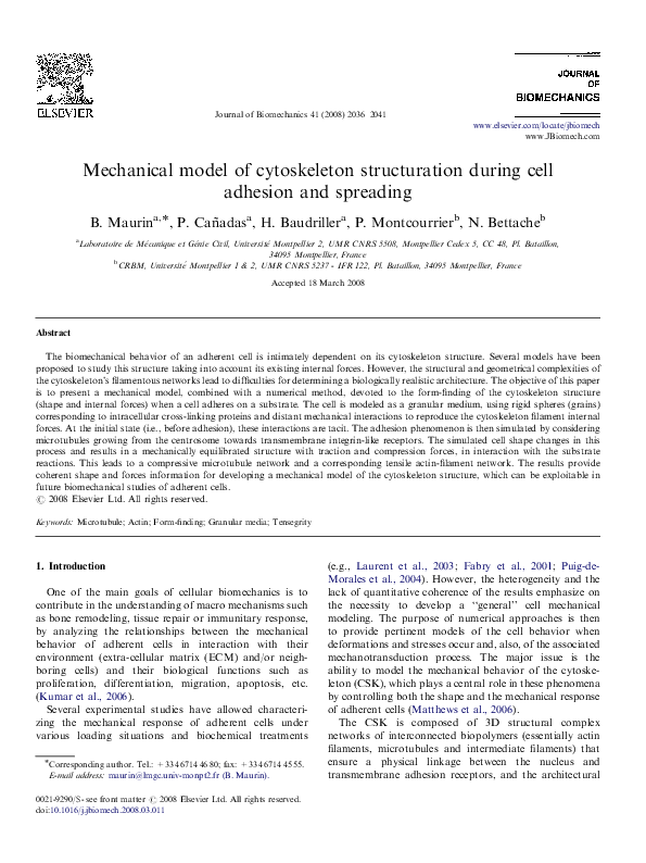 (PDF) Mechanical model of cytoskeleton structuration during cell ...