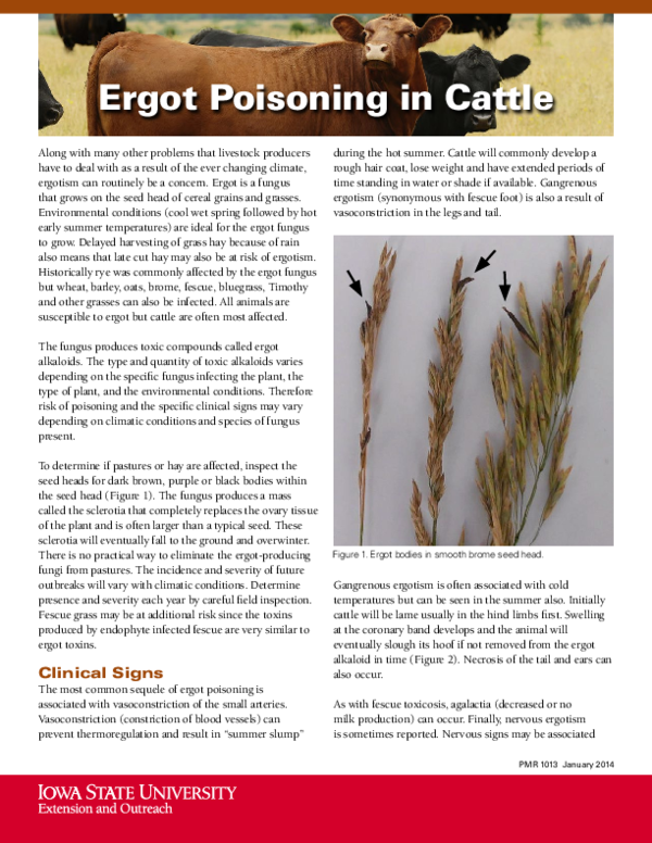 (PDF) Ergot Poisoning in Cattle
