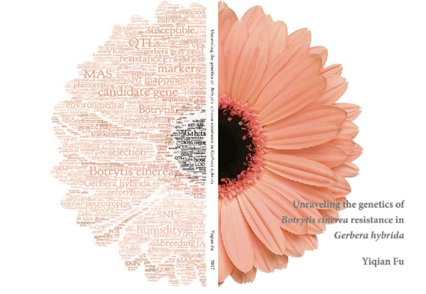 (PDF) Unraveling the genetics of Botrytis cinerea resistance in Gerbera ...