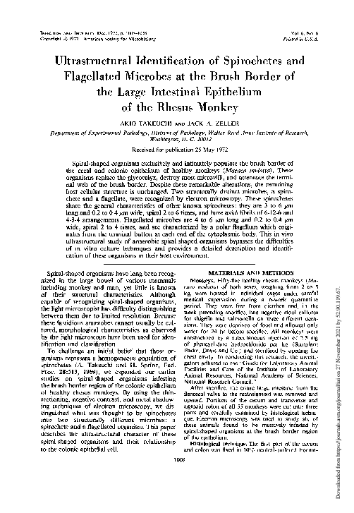 (PDF) Ultrastructural Identification of Spirochetes and Flagellated ...