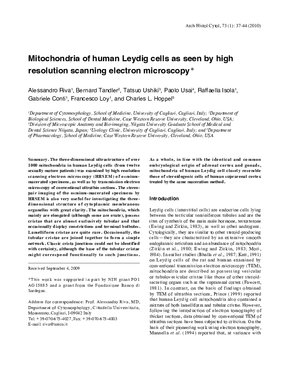 (PDF) Mitochondria of human Leydig cells as seen by high resolution ...