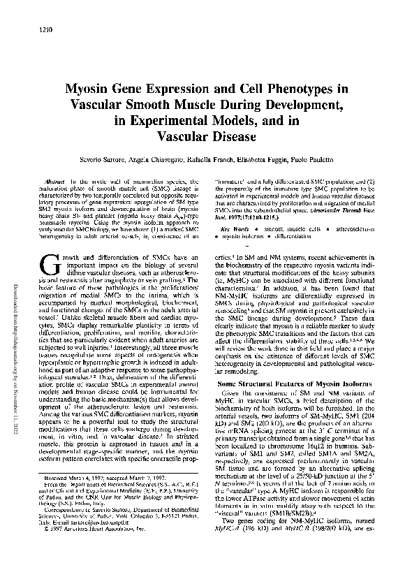 (PDF) Myosin Gene Expression and Cell Phenotypes in Vascular Smooth Muscle During Development ...