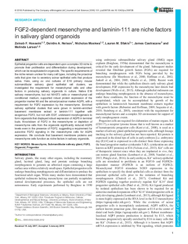 (PDF) FGF2-dependent mesenchyme and laminin-111 are niche factors in ...