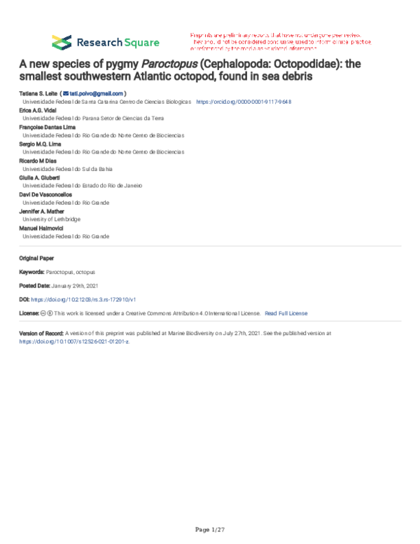 (PDF) A new species of pygmy Paroctopus Naef, 1923 (Cephalopoda ...