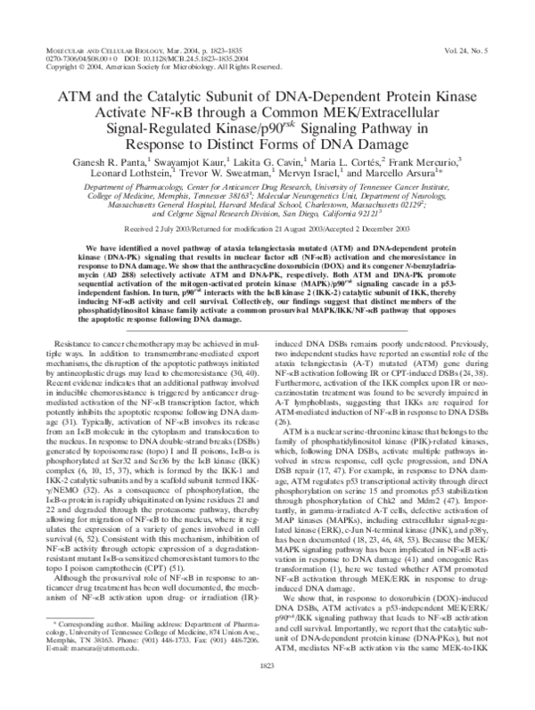 (PDF) ATM and the Catalytic Subunit of DNA-Dependent Protein Kinase ...