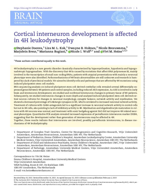 (PDF) Cortical interneuron development is affected in 4H leukodystrophy ...