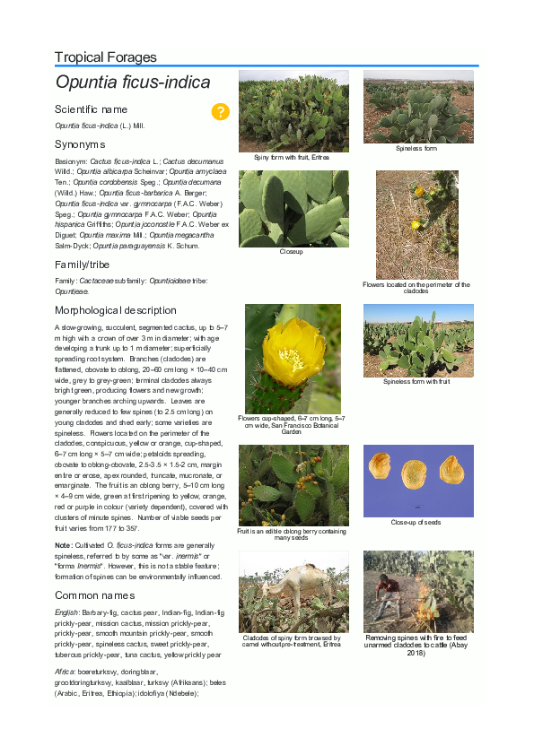 (PDF) Opuntia ficus-indica