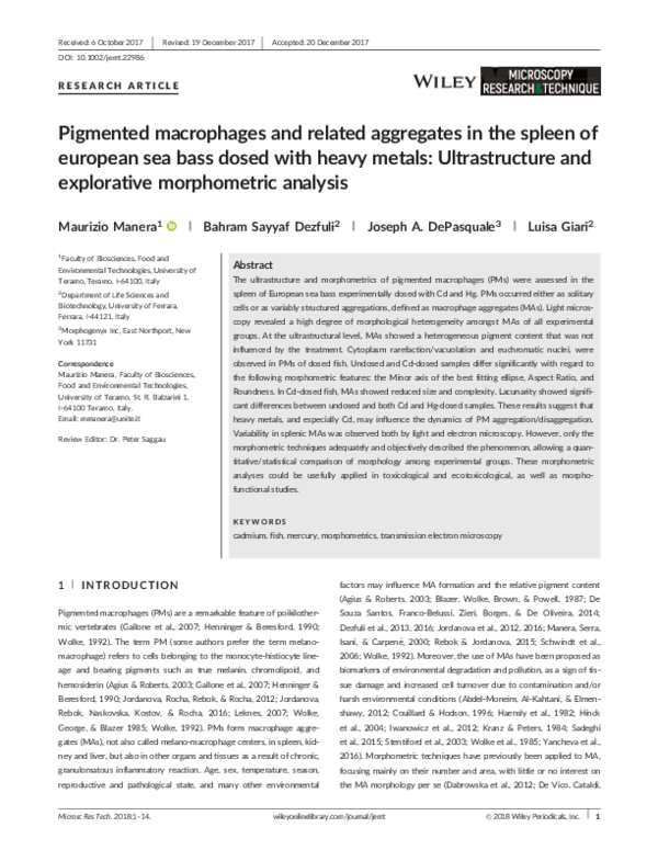 (PDF) Pigmented macrophages and related aggregates in the spleen of ...