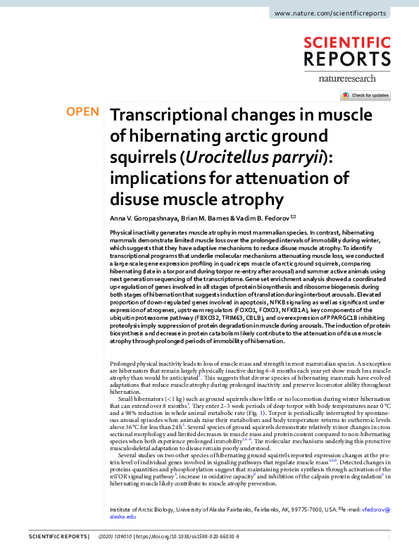(PDF) Muscle Atrophy Mechanisms in Hibernating Squirrels