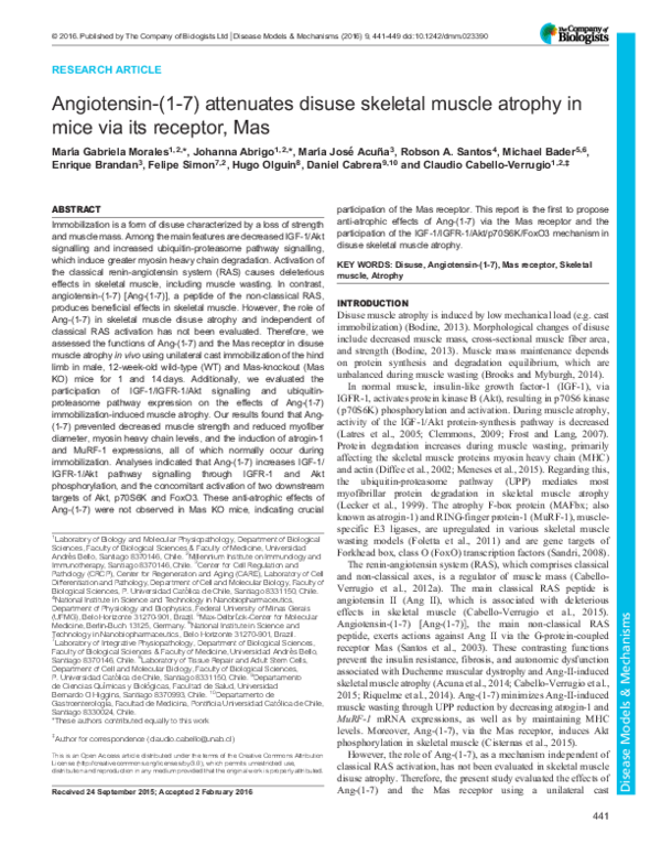 (PDF) Angiotensin-(1-7) attenuates disuse skeletal muscle atrophy via ...
