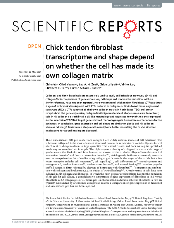 (PDF) Chick tendon fibroblast transcriptome and shape depend on whether ...