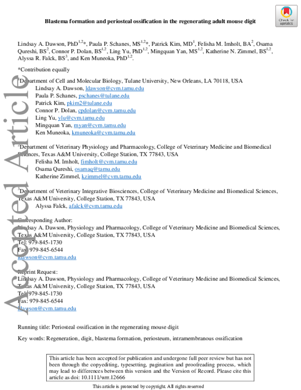 (PDF) Blastema formation and periosteal ossification in the ...