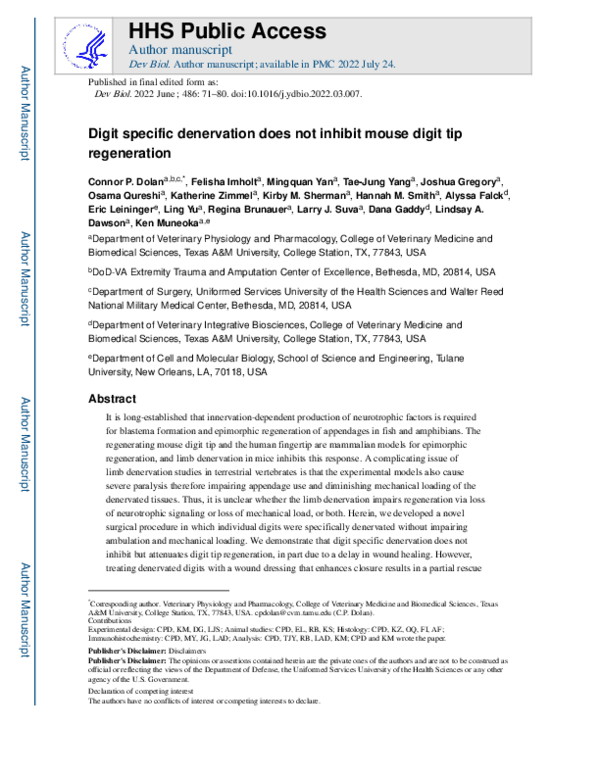(PDF) Digit specific denervation does not inhibit mouse digit tip ...
