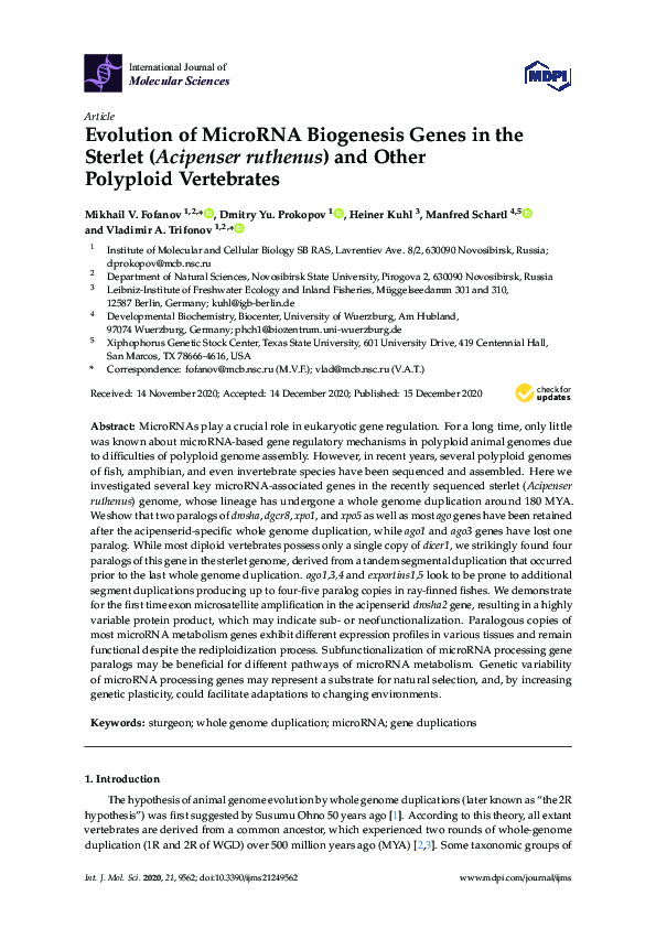 Evolution of MicroRNA Biogenesis Genes in the Sterlet (Acipenser ...