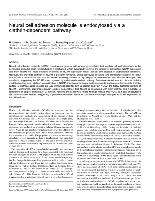 (PDF) Neural cell adhesion molecule is endocytosed via a clathrin‐dependent pathway