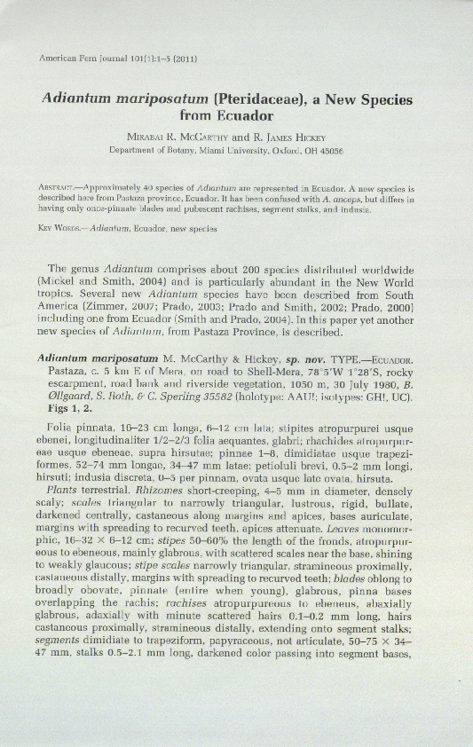 (PDF) Adiantum mariposatum (Pteridaceae), a New Species from Ecuador