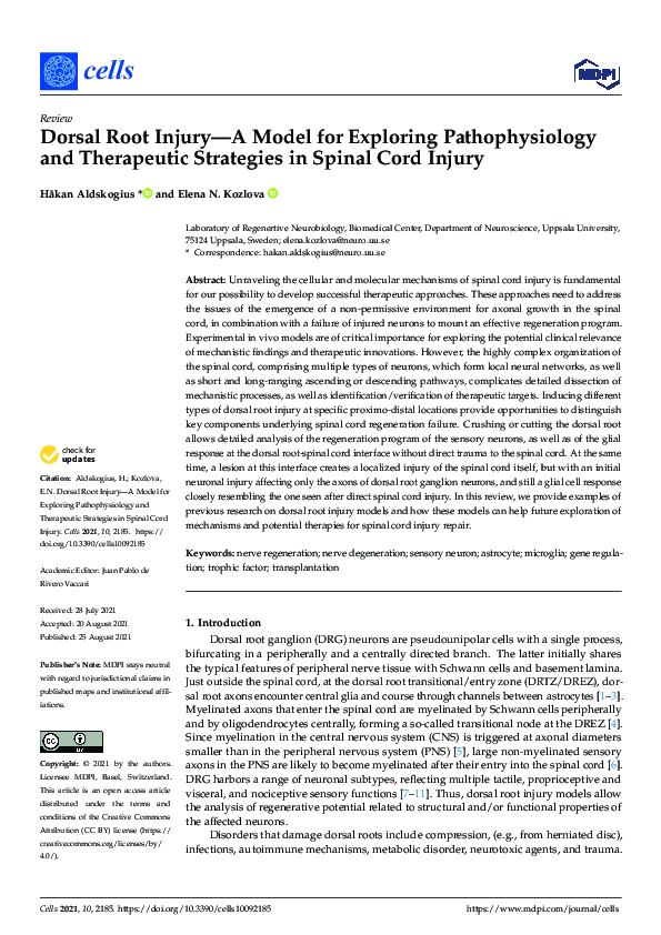 (PDF) Dorsal Root Injury—A Model for Exploring Pathophysiology and ...