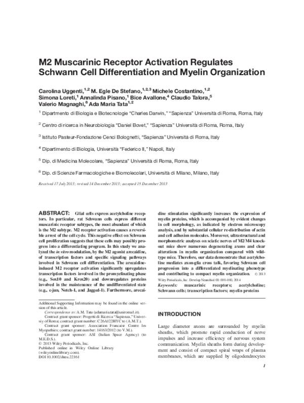 (PDF) M2 muscarinic receptor activation regulates schwann cell ...