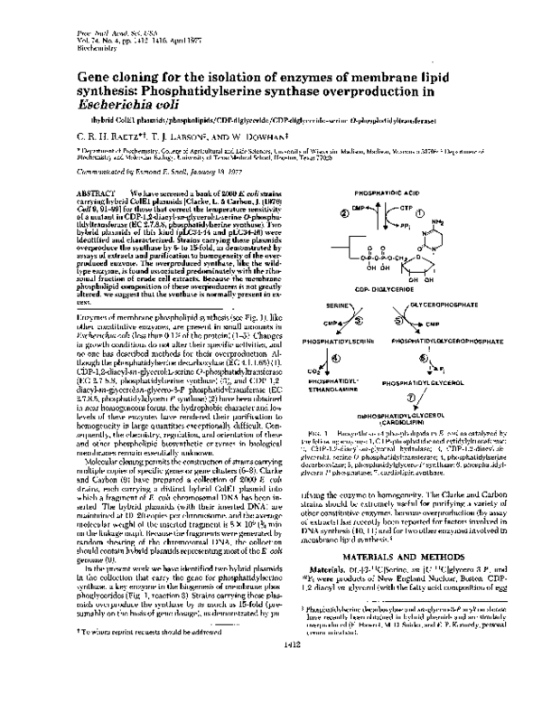 (PDF) Gene cloning for the isolation of enzymes of membrane lipid synthesis: phosphatidylserine ...