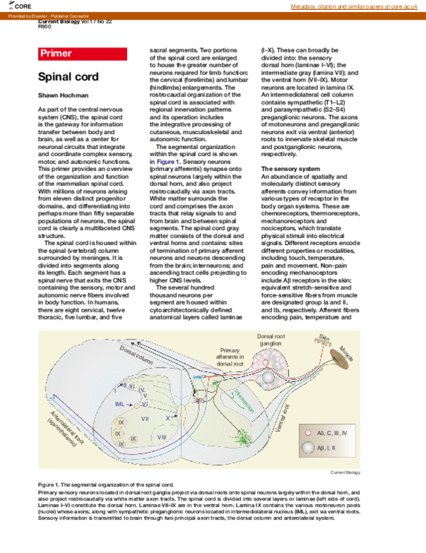 (PDF) Spinal cord