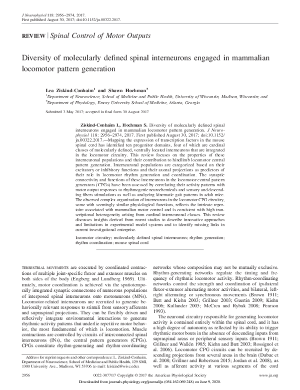 (PDF) Diversity of molecularly defined spinal interneurons engaged in ...