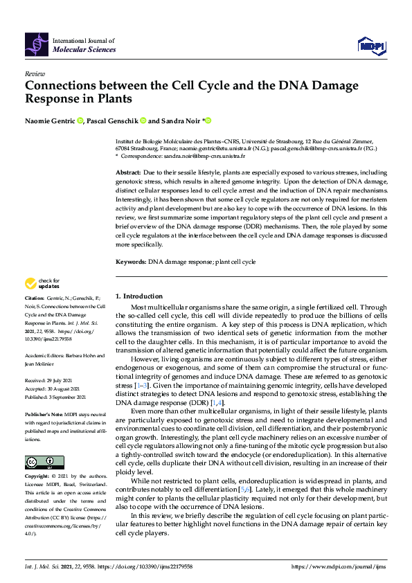 (PDF) Connections between the Cell Cycle and the DNA Damage Response in ...