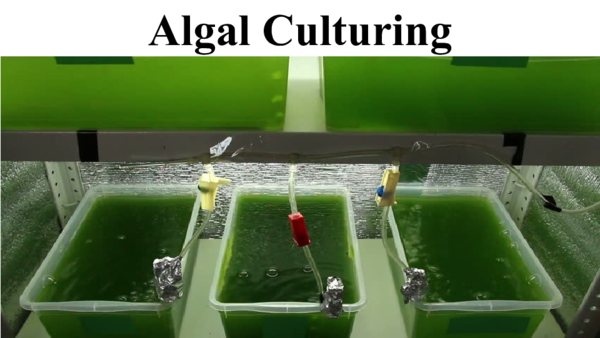 (PPT) Algal Culturing