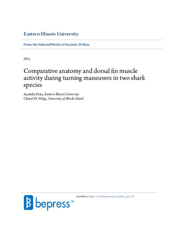 (PDF) Anatomy and muscle activity of the dorsal fins in bamboo sharks ...