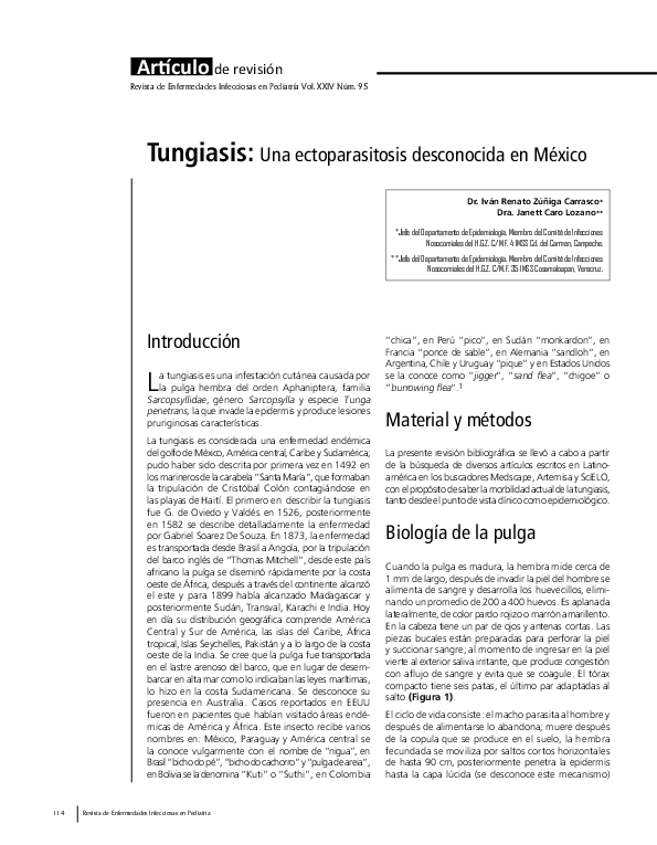 (PDF) Tungiasis: Una ectoparasitosis desconocida en México | Iván ...