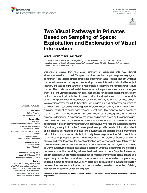 (PDF) Two Visual Pathways in Primates Based on Sampling of Space ...