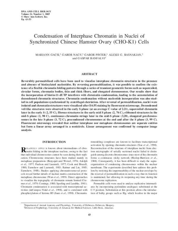 (PDF) Condensation of Interphase Chromatin in Nuclei of Synchronized ...