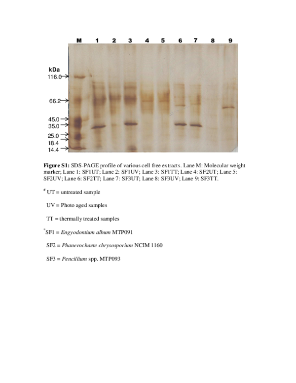 (PDF) Biodegradation of Physicochemically Treated Polycarbonate by Fungi