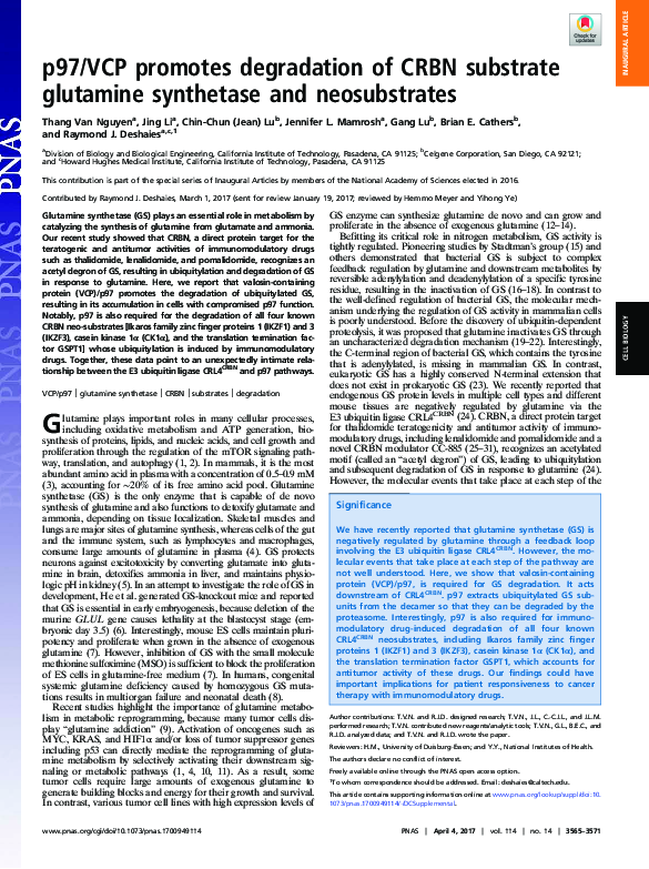 (PDF) p97/VCP promotes degradation of CRBN substrate glutamine ...