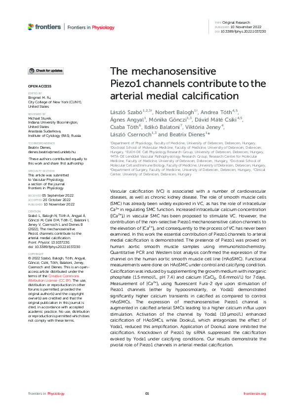 (PDF) The mechanosensitive Piezo1 channels contribute to the arterial medial calcification