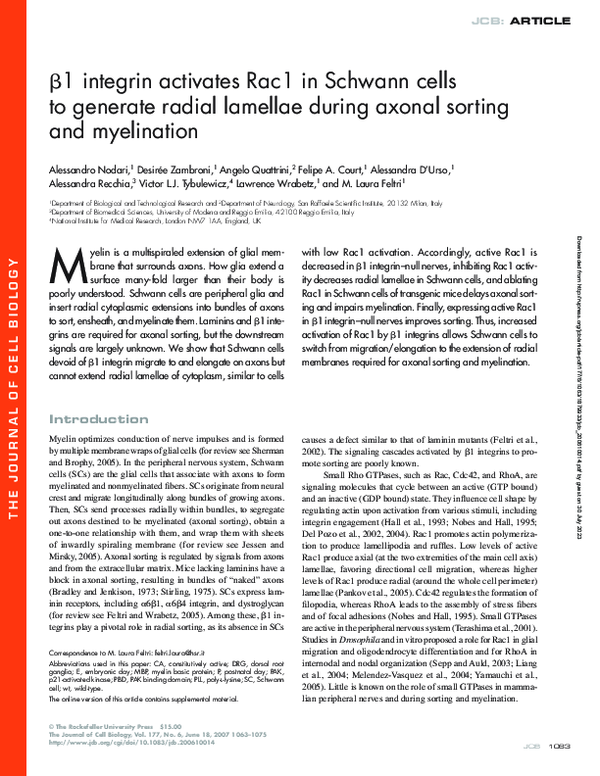 (PDF) β1 integrin activates Rac1 in Schwann cells to generate radial ...